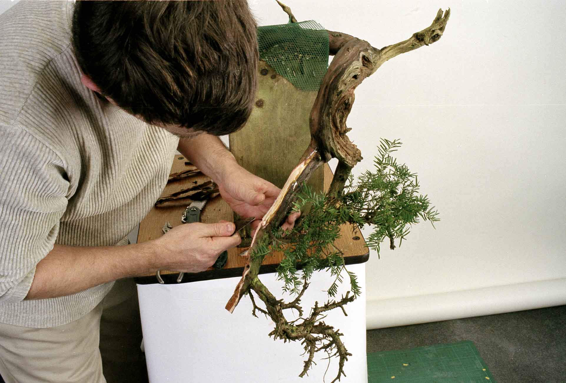 The Twisted Yew AKA ‘The Calligrapher’ Case Study over 12 years ...