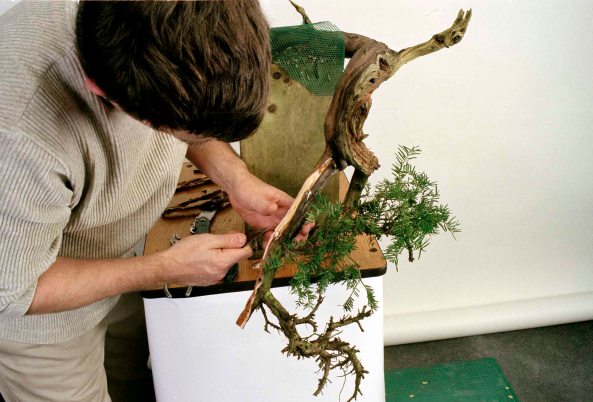The Twisted Yew AKA ‘The Calligrapher’ Case Study over 12 years ...