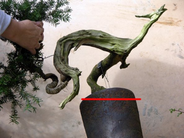 The Twisted Yew AKA ‘The Calligrapher’ Case Study over 12 years ...