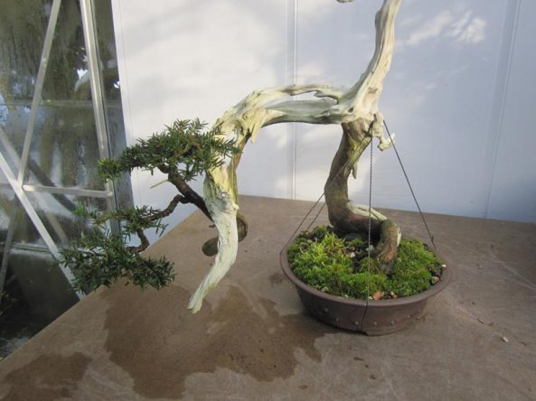 The Twisted Yew AKA ‘The Calligrapher’ Case Study over 12 years ...