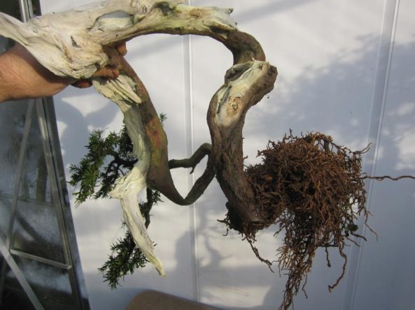 The Twisted Yew AKA ‘The Calligrapher’ Case Study over 12 years ...