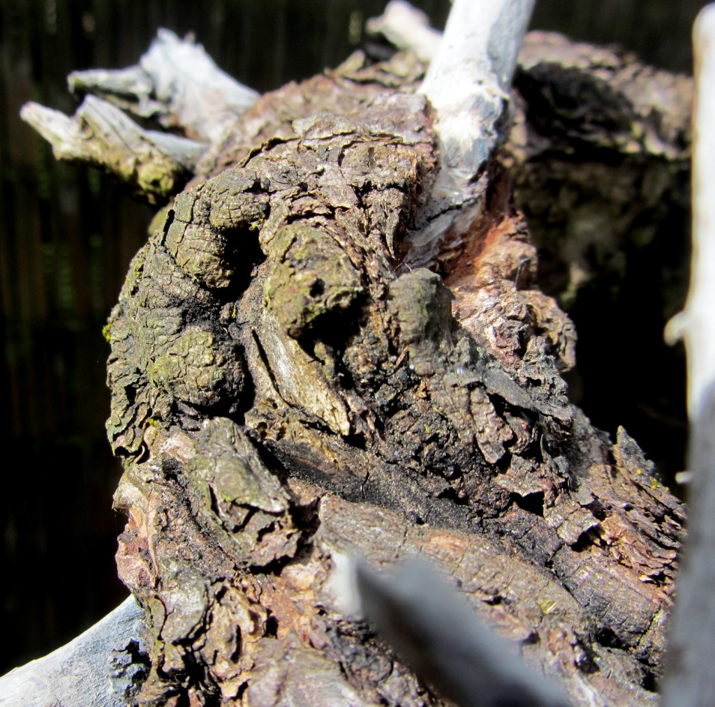 April | 2013 | Bonsai & Yamadori from Tony Tickle