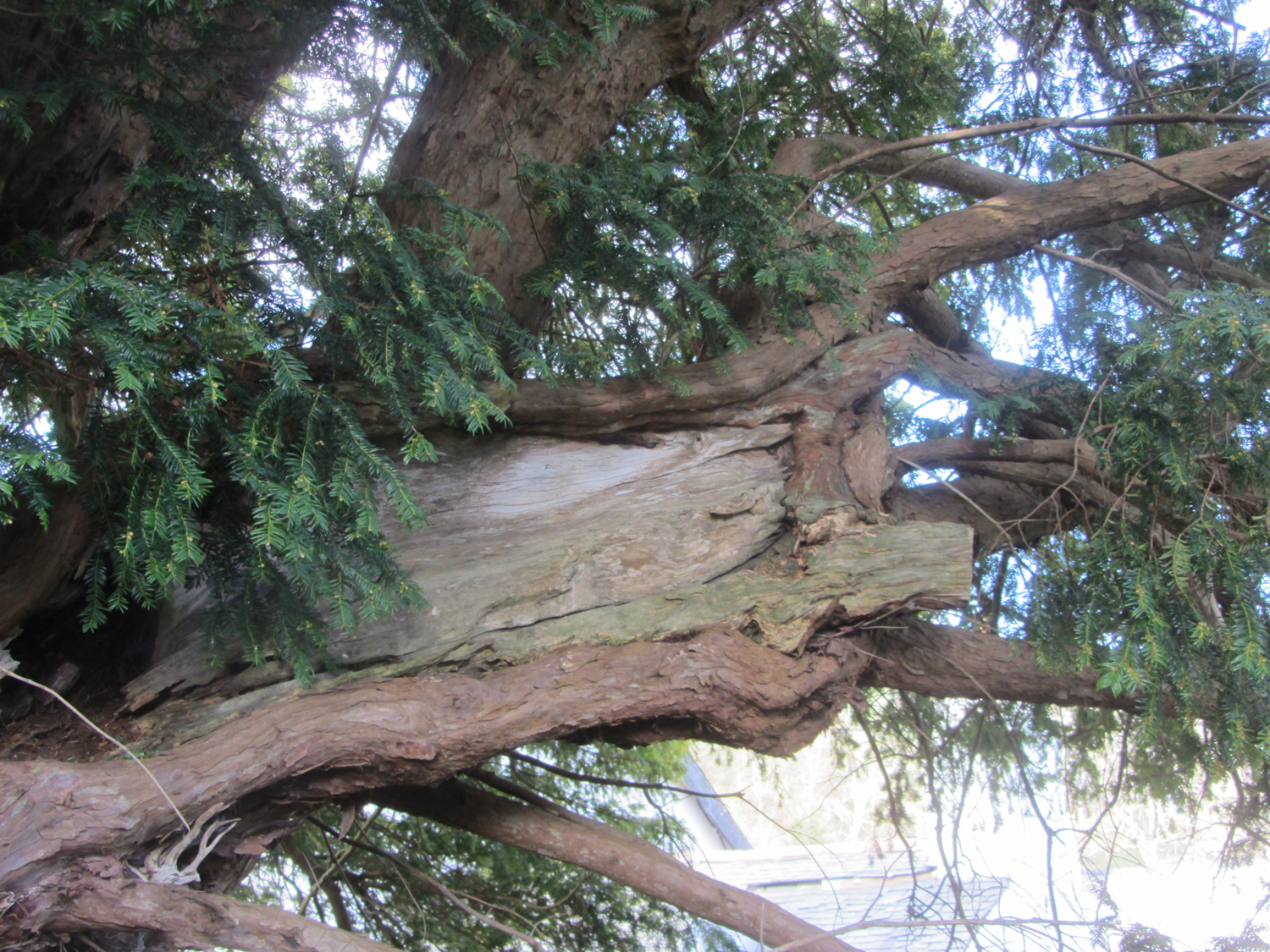 Llangernyw Ancient Yew Tree one of the oldest trees in the world ...