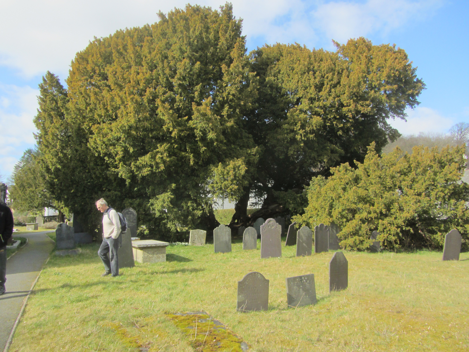 Llangernyw Ancient Yew Tree one of the oldest trees in the world ...