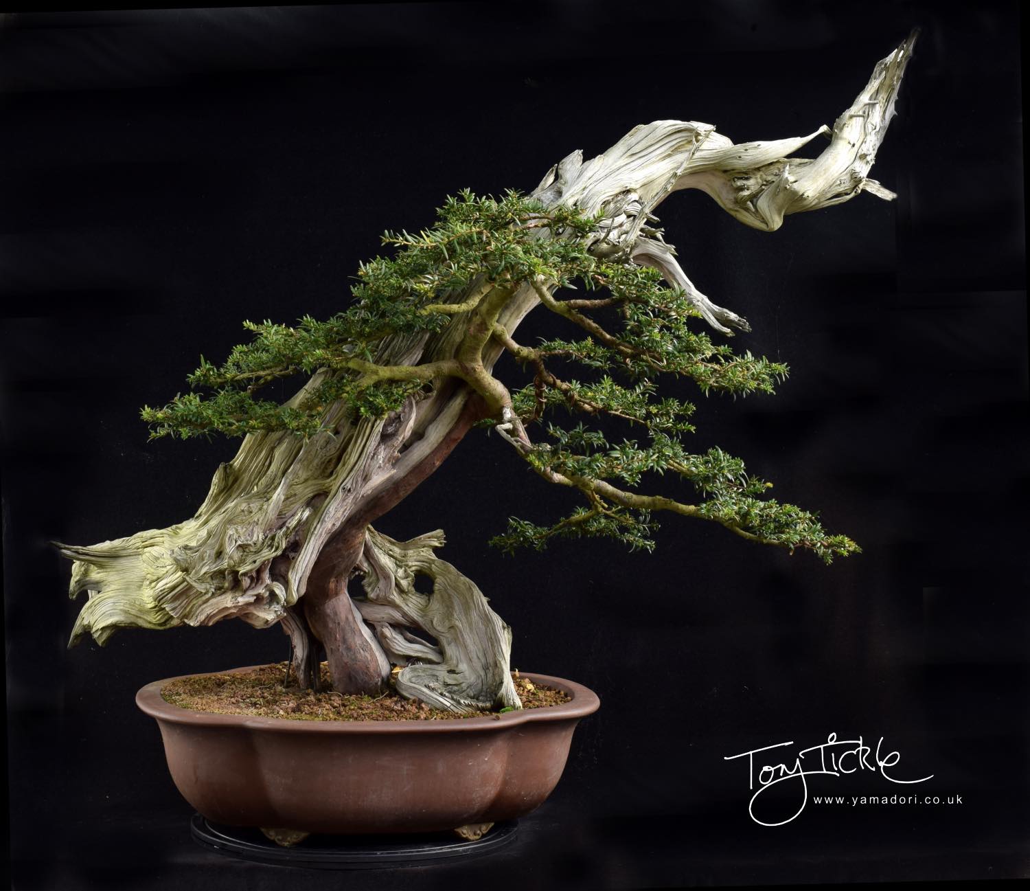 How the BIG Yew looks today | Bonsai & Yamadori from Tony Tickle