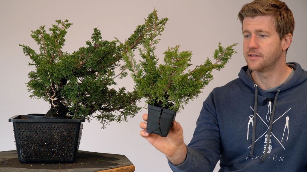 Blog | Bonsai & Yamadori from Tony Tickle | My Life in Bonsai and ...